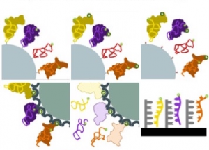 SOMAscan Assay | MOHAN LAB